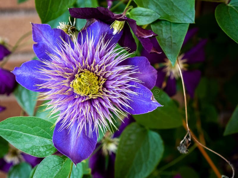 Detail of a Clematis Multi Blue Flower with Blurred Background Stock ...