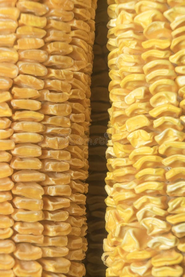 Detail Close Up of Dry Corns Stock Image - Image of corns, fruit: 217848475