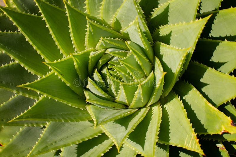 Detail Close Up of the Spiral Patterns of the Spiral Aloe Stock Photo ...