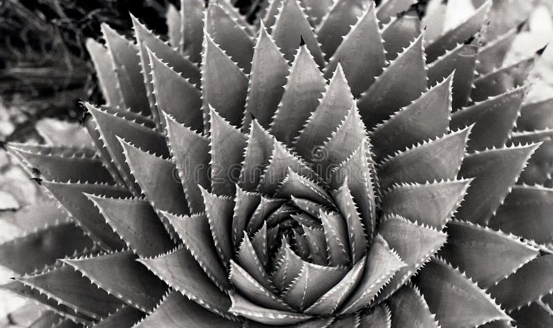 Detail Close Up of the Spiral Patterns of the Spiral Aloe Stock Image ...