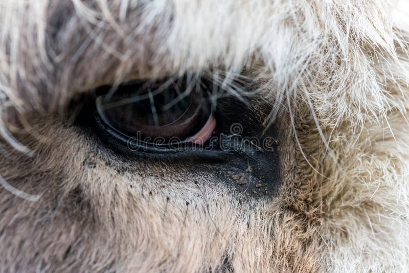 Detail / Closeup of the Eye of a Donkey Stock Photo - Image of eyebrow ...