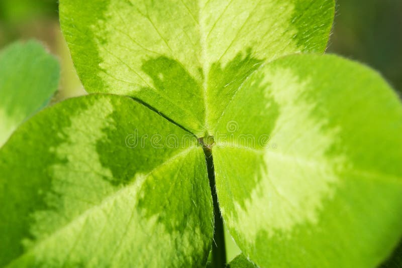 Detail of clover stock photo. Image of season, macro - 14287744