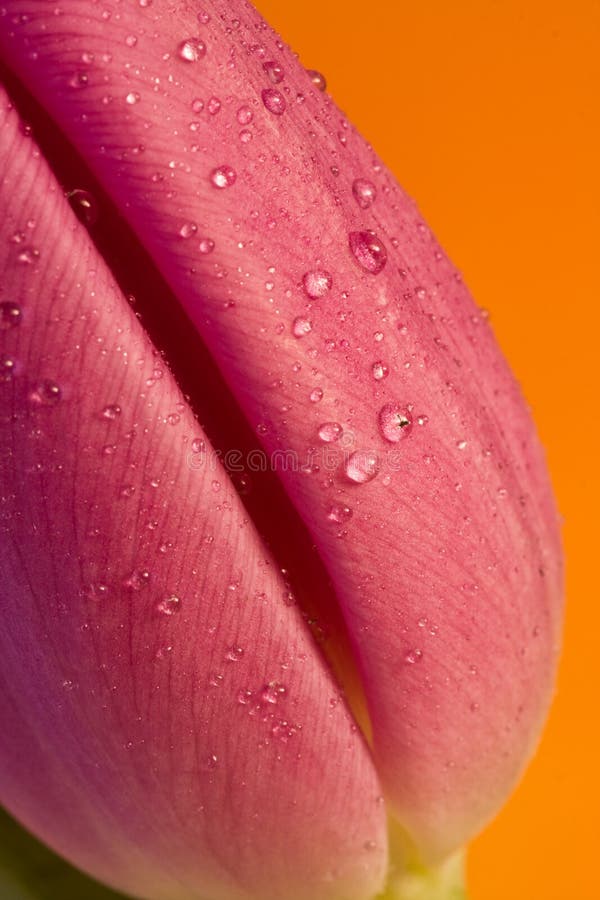 Detail of color bloom stock photo. Image of beauty, background - 7209618