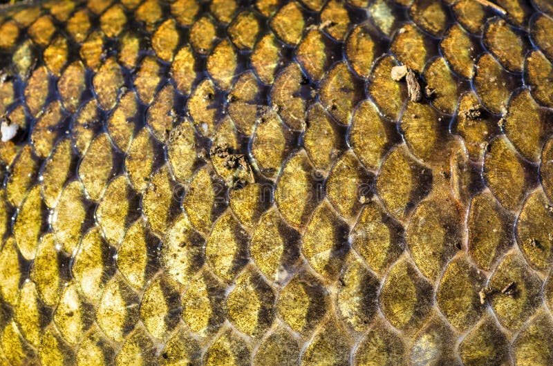 Detail of Colored Carp Skin Stock Photo - Image of texture, aquatic ...