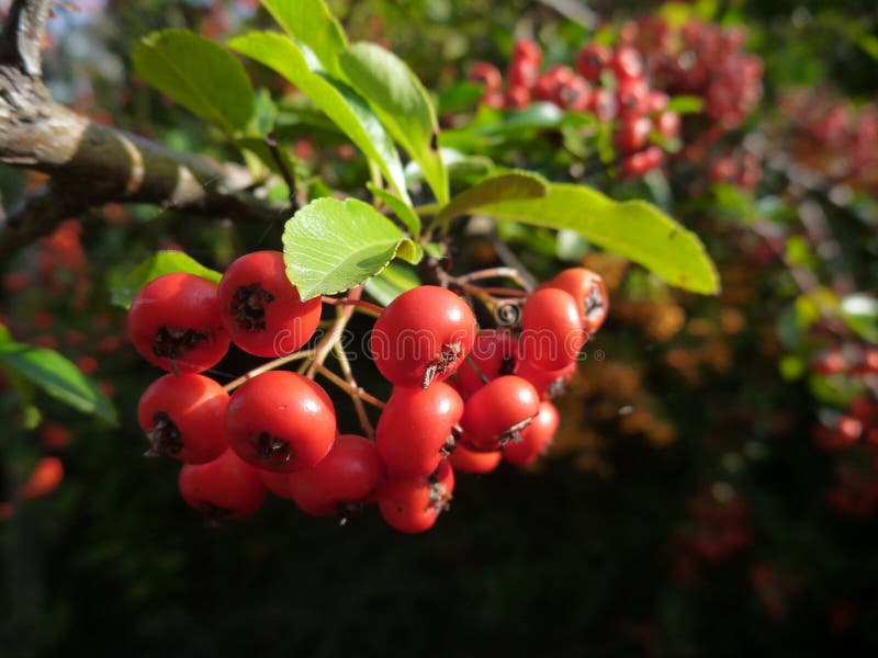 Detail of a Colorful Autumn Berry on a Bush Stock Image - Image of ...
