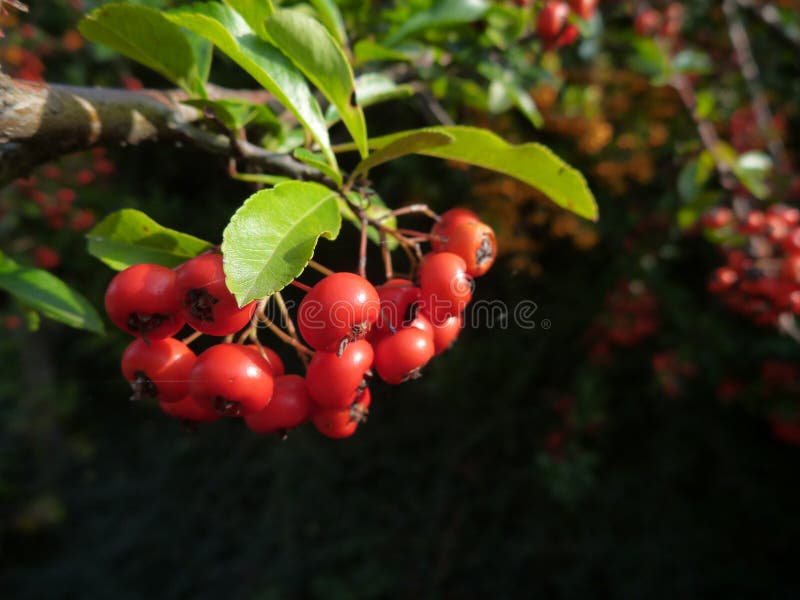 Detail of a Colorful Autumn Berry on a Bush Stock Image - Image of ...