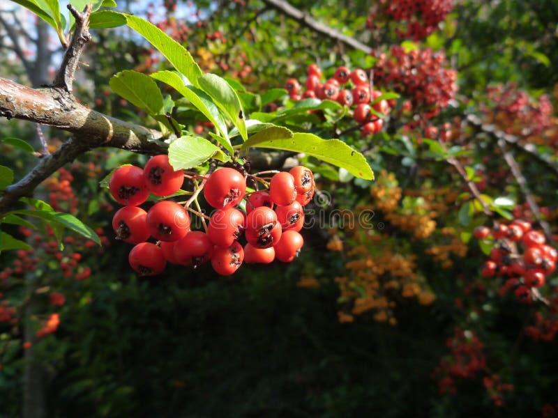 Detail of a Colorful Autumn Berry on a Bush Stock Image - Image of cold ...