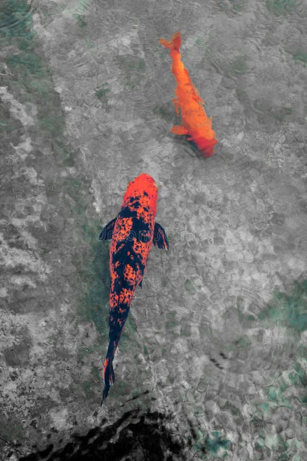 Detail of Colorful Koi Fish Stock Photo - Image of japan, exotic: 68509450