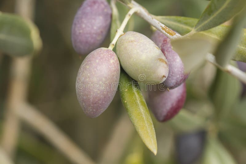 Detail of Colorful Olive Tree Fruits Stock Photo - Image of lush ...