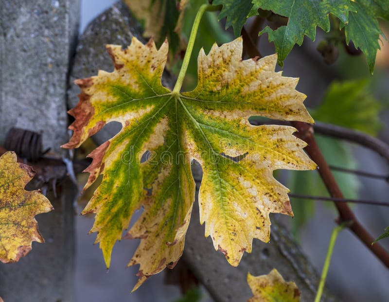 Detail of a Colorful Vine Leaf Stock Image - Image of garden, wallpaper ...