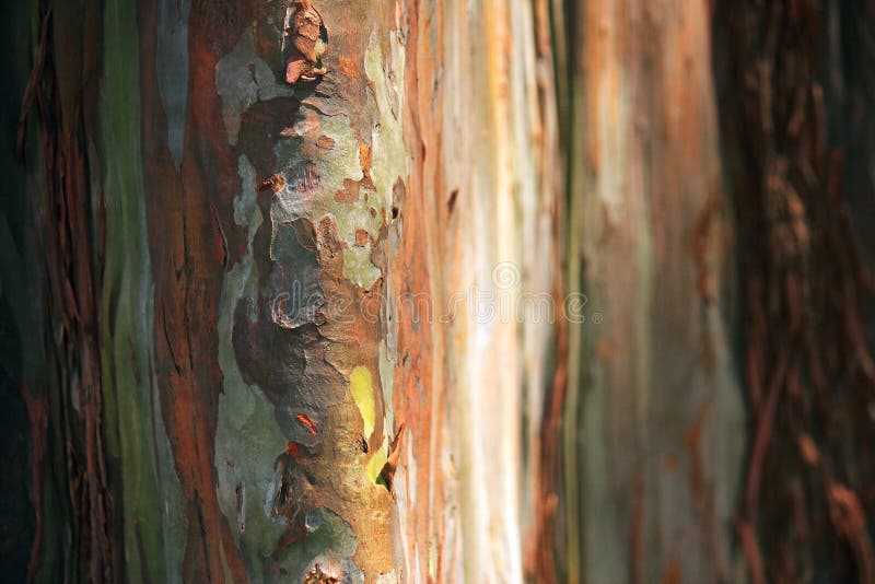 DETAIL on COLOURED BARK of TREE Stock Image - Image of green ...