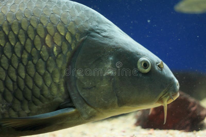 Common carp stock image. Image of animal, cyprinus, europe - 30161045
