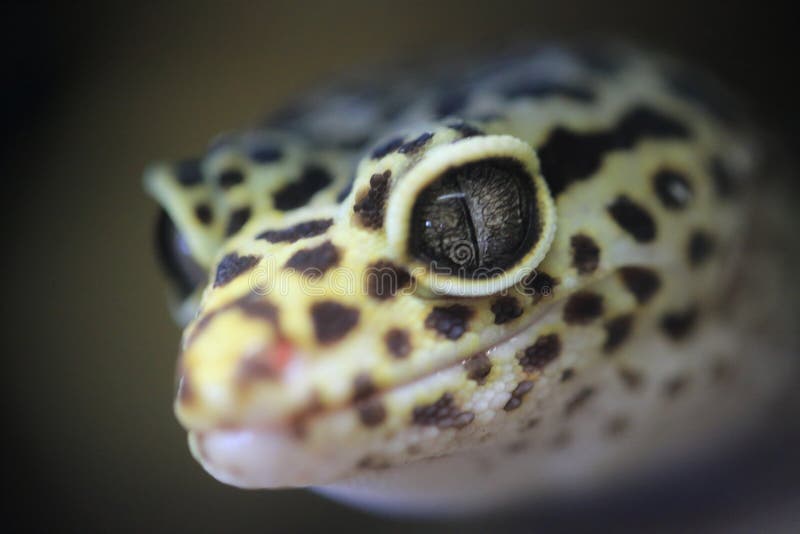 Common Leopard Gecko Closeup Stock Photo - Image of dwelling, common ...