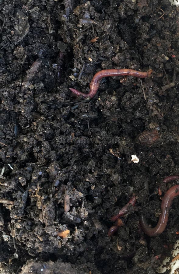 Earthworms in the ground stock image. Image of animal - 196900441