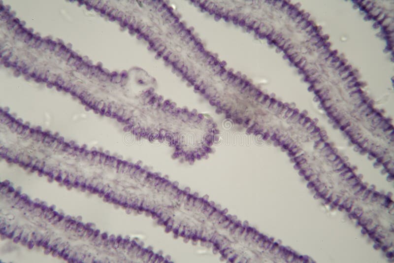 Coprinus Mushroom 100x