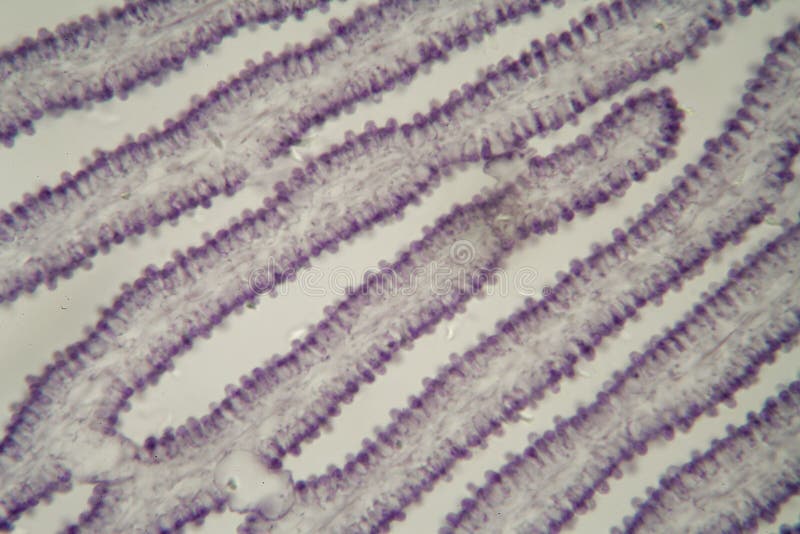 Coprinus Mushroom Slide Labeled