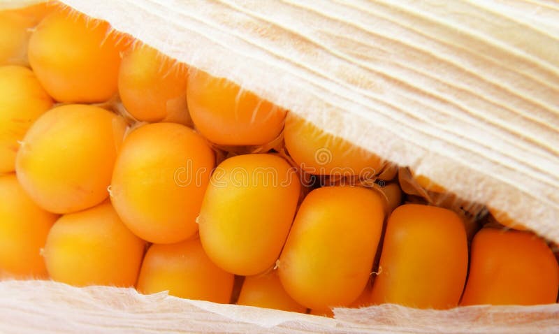 Peacock detail stock photo. Image of green, cyan, abstract - 15575302