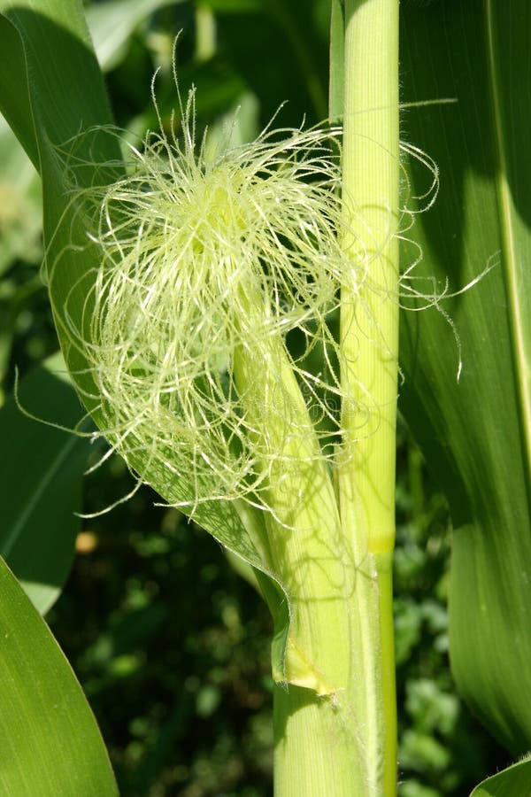 Maize Zea Mays. Female Inflorescence Detail Closeup Stock Photo - Image ...