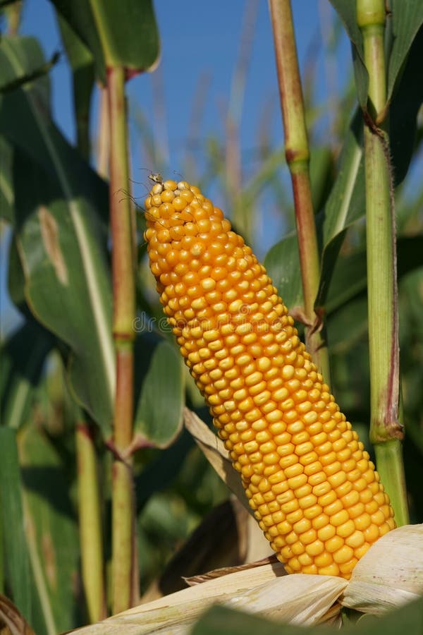 Detail of Corn at the End of Summer Season Stock Photo - Image of ...