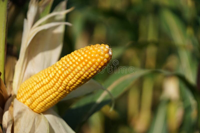 Detail of Corn at the End of Summer Season Stock Image - Image of crop ...