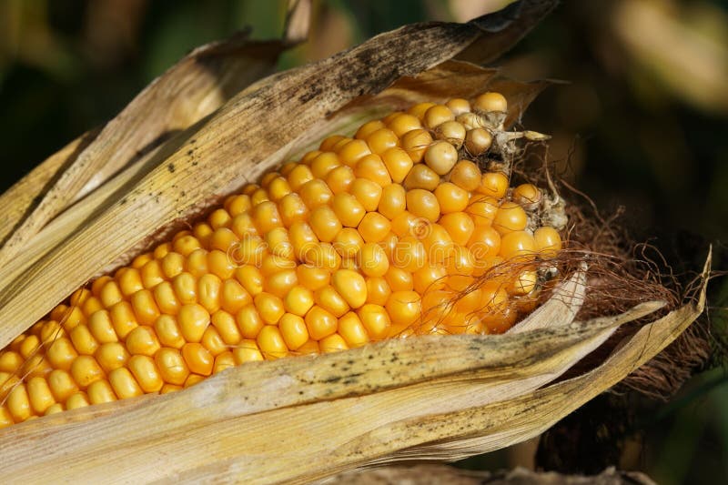 Detail of Corn at the End of Summer Season Stock Photo - Image of early ...