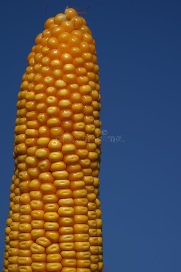 Detail of Corn at the End of Summer Season Stock Photo - Image of ...