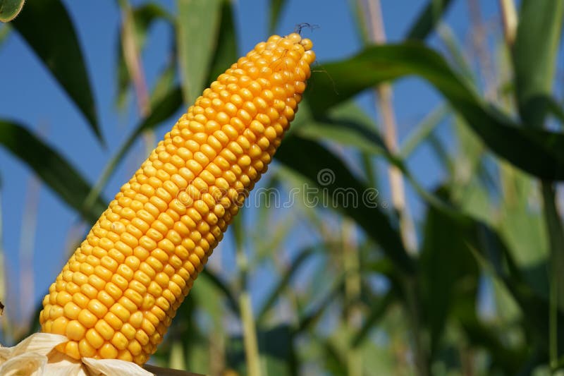 Detail of Corn at the End of Summer Season Stock Photo - Image of field ...