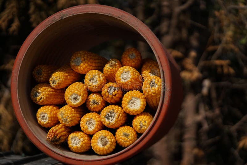 Detail of Corn at the End of Summer Season Stock Image - Image of ...