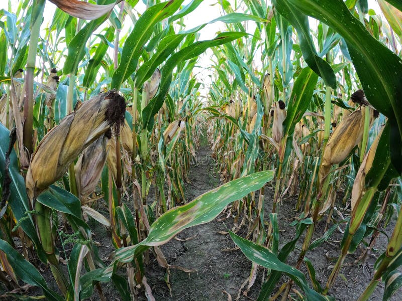 Detail of Corn at the End of Summer Season Stock Photo - Image of ...