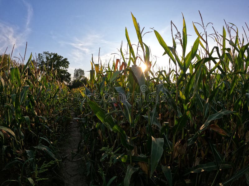 Detail of Corn at the End of Summer Season Stock Image - Image of rural ...