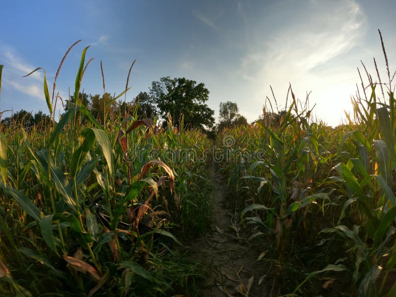 Detail of Corn at the End of Summer Season Stock Image - Image of ...