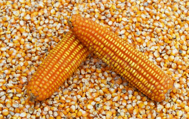 Corn on Many Dried Corn Seed for Background Stock Image - Image of ...
