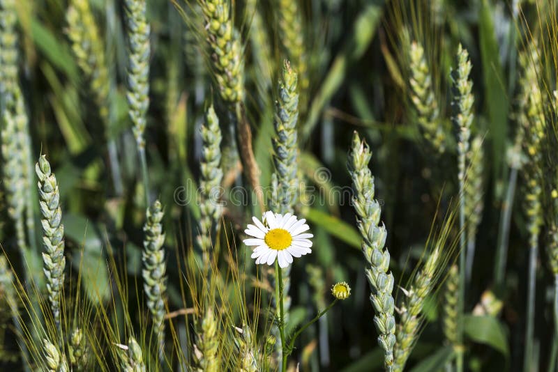 Detail of Corn Spikes stock image. Image of ecologically - 223656569