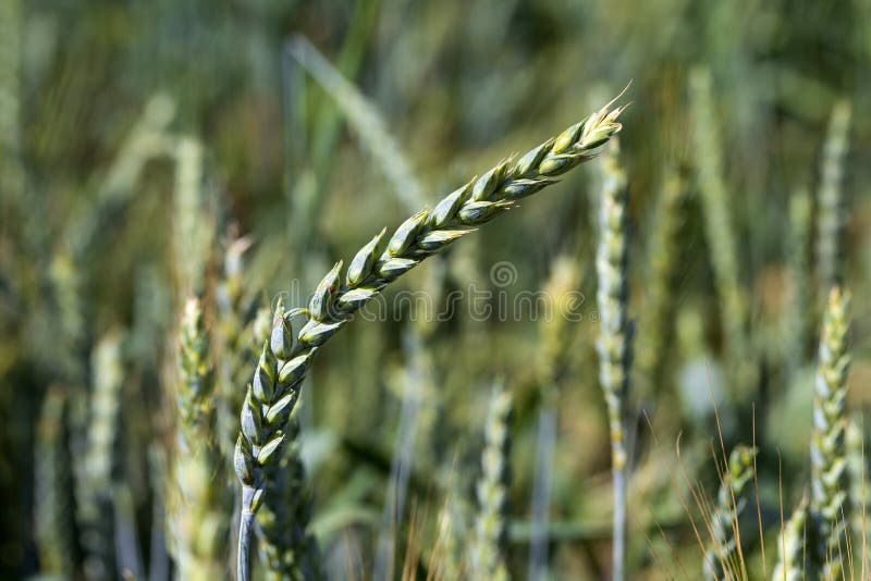 Detail of Corn Spikes stock image. Image of stalk, detail - 223656579