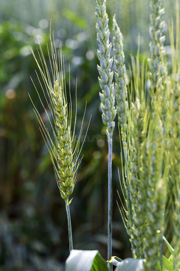 Detail of Corn Spikes stock photo. Image of rural, country - 223656604
