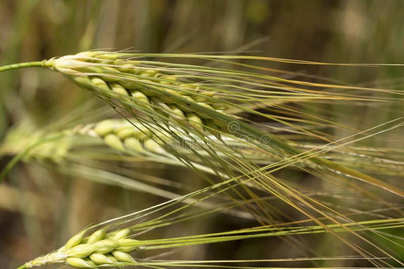 Detail of Corn Spikes in the Summer Nature Stock Photo - Image of grain ...