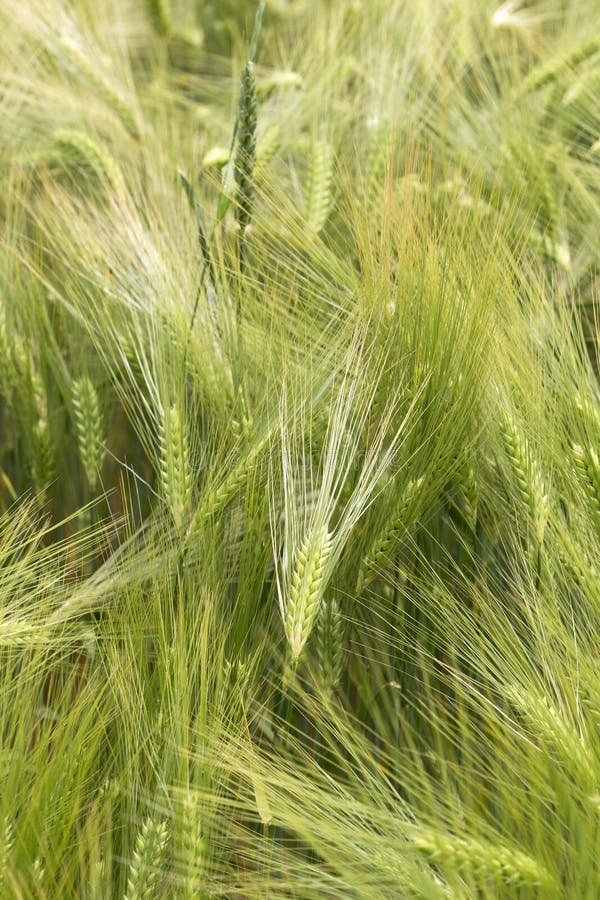 Detail of Corn Spikes in the Summer Nature Stock Photo - Image of ...