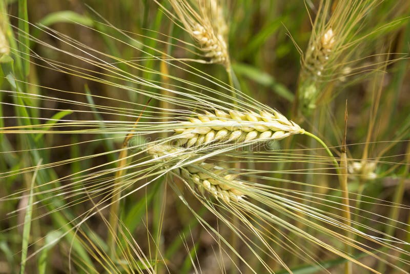 Detail of Corn Spikes in the Summer Nature Stock Photo - Image of ...