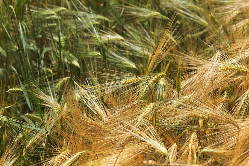 Detail of Corn Spikes in the Summer Nature Stock Image - Image of spike ...