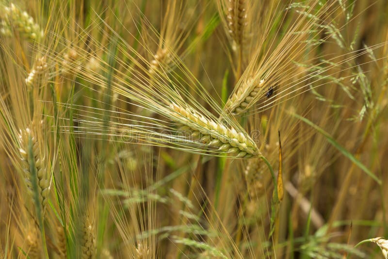 Detail of Corn Spikes in the Summer Nature Stock Photo - Image of food ...