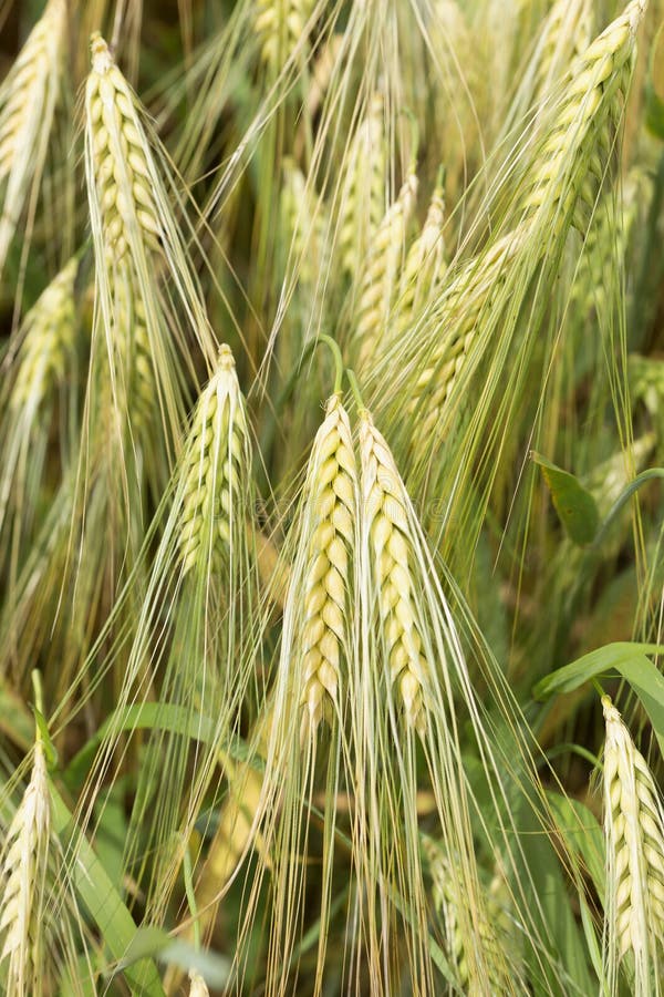 Detail of Corn Spikes in the Summer Nature Stock Image - Image of ...