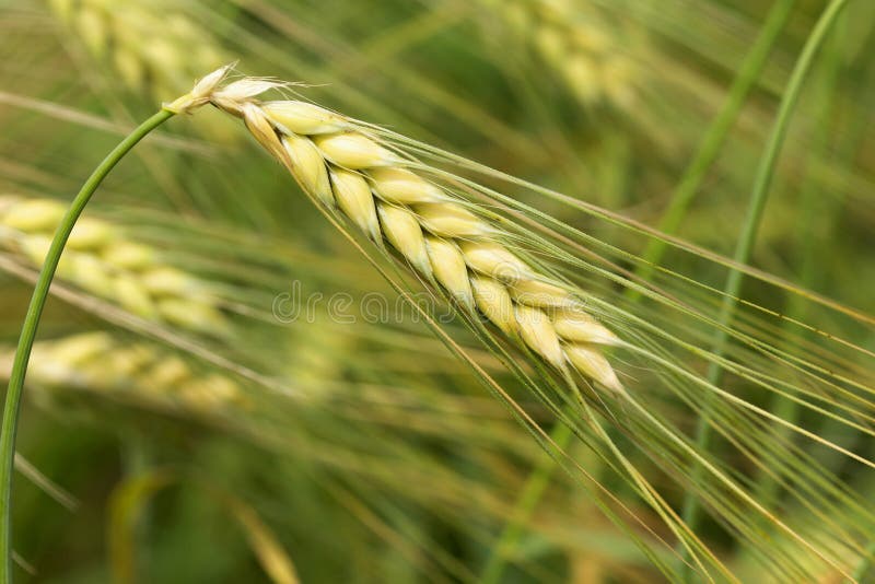Detail of Corn Spikes in the Summer Nature Stock Image - Image of ...