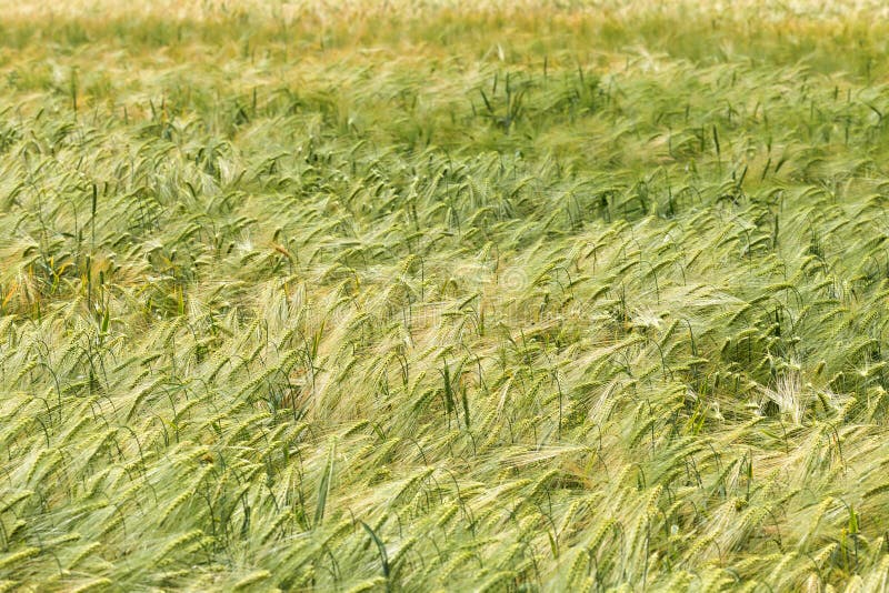 Detail of Corn Spikes in the Summer Nature Stock Photo - Image of ...