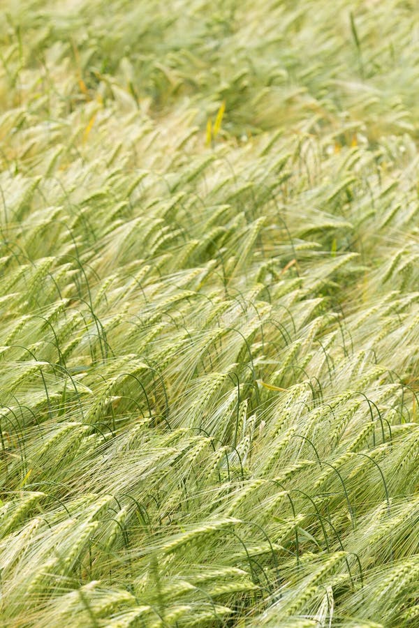 Detail of Corn Spikes in the Summer Nature Stock Photo - Image of grain ...