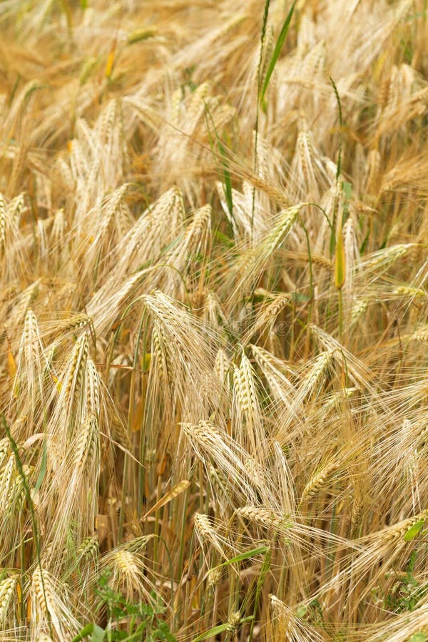 Detail of Corn Spikes in the Summer Nature Stock Photo - Image of wheat ...