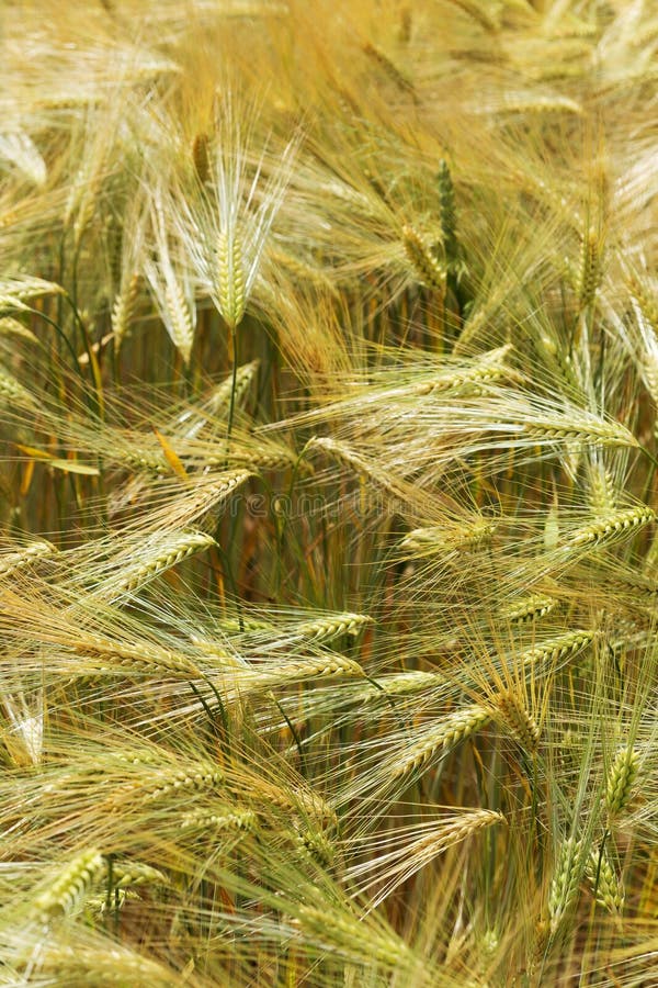 Detail of Corn Spikes in the Summer Nature Stock Image - Image of ...