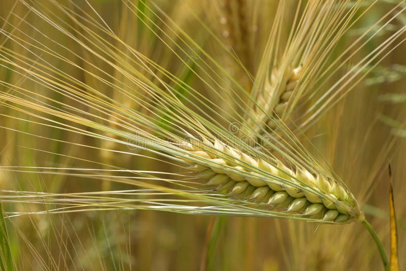 Detail of Corn Spikes in the Summer Nature Stock Image - Image of corn ...