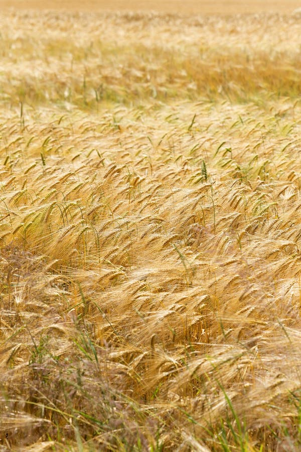 Detail of Corn Spikes in the Summer Nature Stock Image - Image of ...