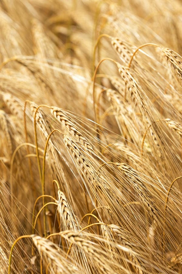 Detail of Corn Spikes in the Summer Nature Stock Photo - Image of ...