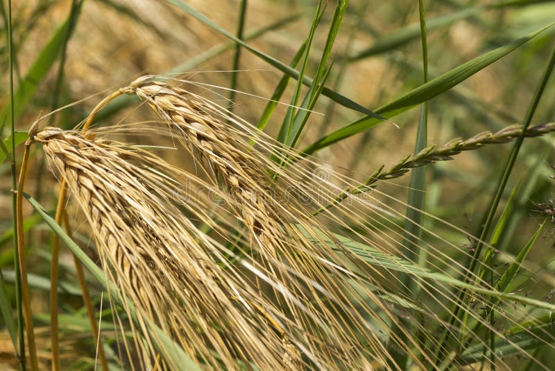 Detail of Corn Spikes in the Summer Nature Stock Image - Image of ...
